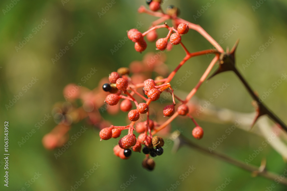 Red fruit of Zanthoxylum americanum, prickly ash, toothache tree ...