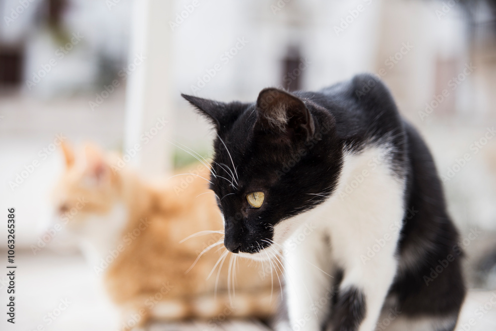 Chats dans les rues de Polignano a Mare, dans la région des Pouilles en ...