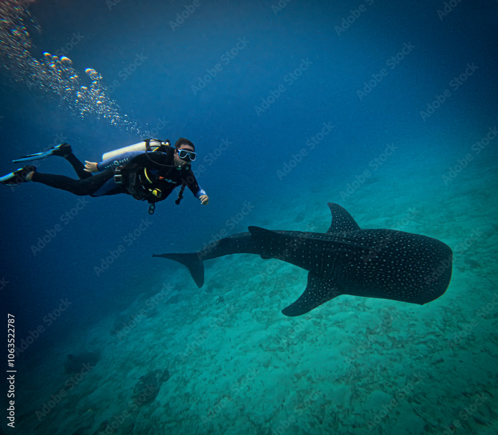 Baby whale sharks in Bohol, Philippines, are a rare and awe-inspiring ...