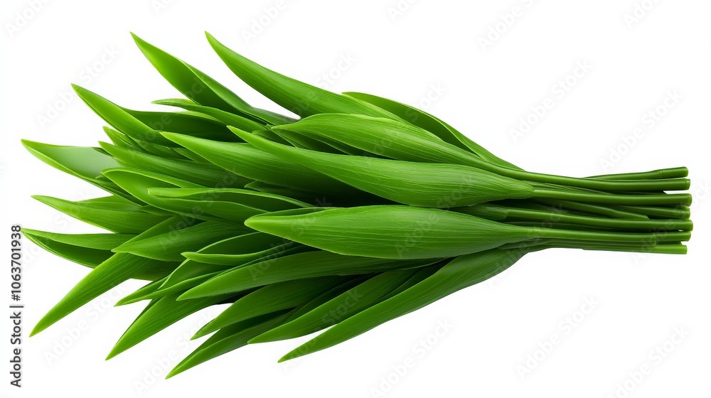 Vibrant Ramps: A close-up shot of a bunch of fresh, vibrant green ramps ...