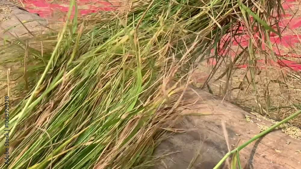 Laborers Harvesting Rice by Beating Rice Plants on a Stick, Traditional ...