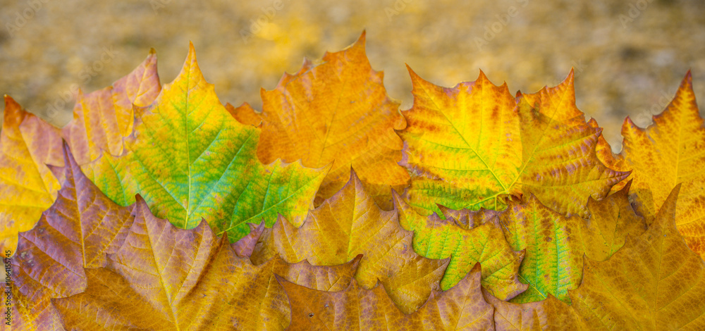 Autumn leaves of maple trees. Autumn fall leaves in sunlight. Autumn ...