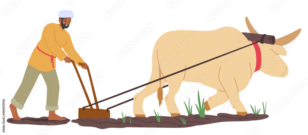 Indian Farmer Uses A Traditional Plow With Oxen To Prepare Soil For ...