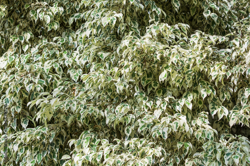 Benjamin tree with spotted leaves found in a botanical garden. Ficus ...