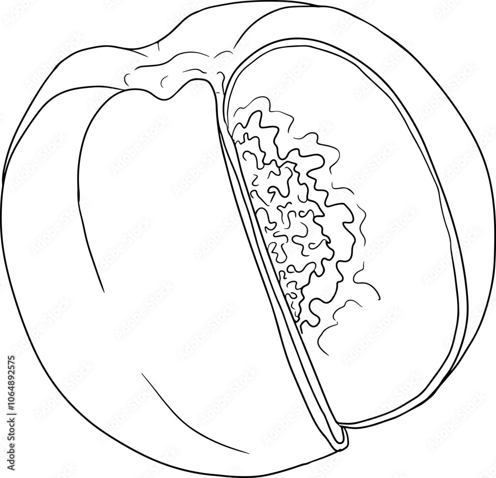 Peach outline vector. Apricot illustrations in hand drawn doodle style ...
