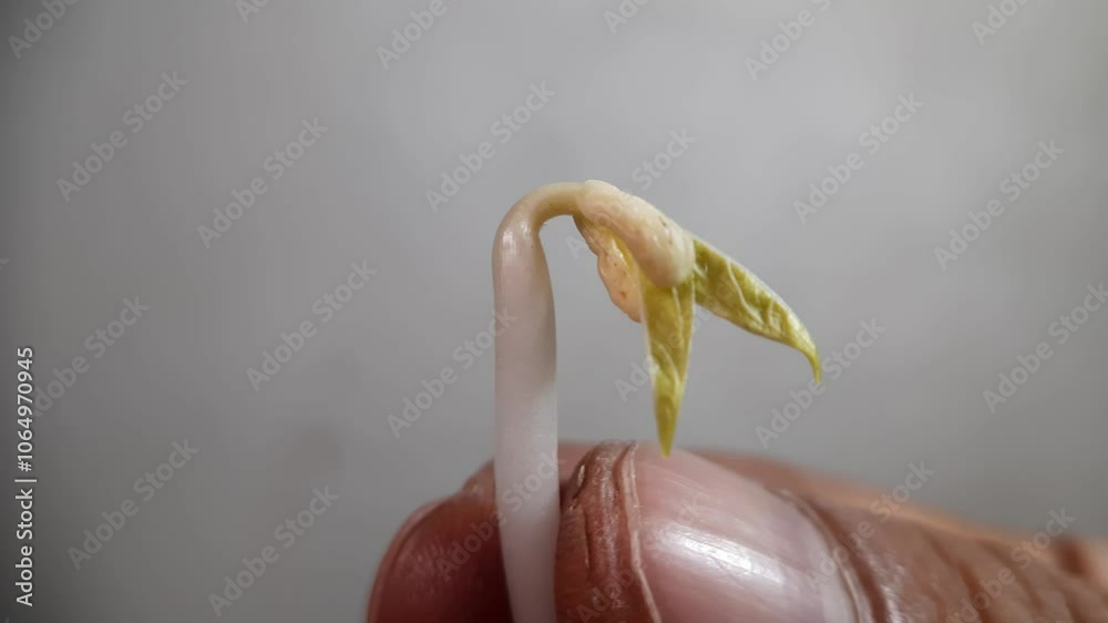 Bean sprouts held by a person on a white background. 4k macro footage ...