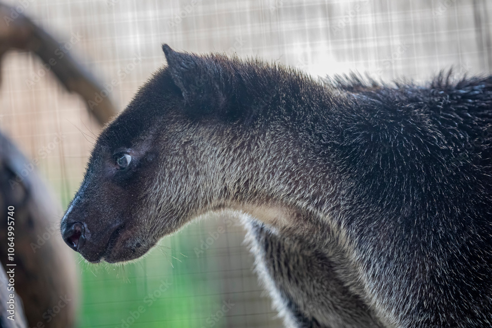 The Grizzled Tree-Kangaroo (Dendrolagus inustus) is a tree-dwelling ...