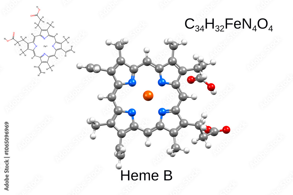 Structure of heme B. Chemical formula, skeletal formula, and 3D ball ...