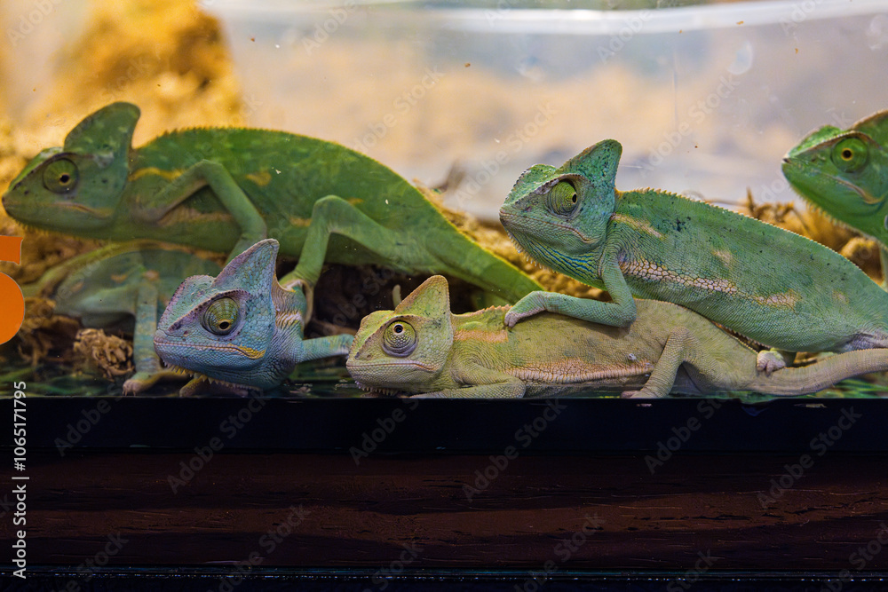 Veiled Chameleons being weird, goofy and cute in a pet tank. The veiled ...