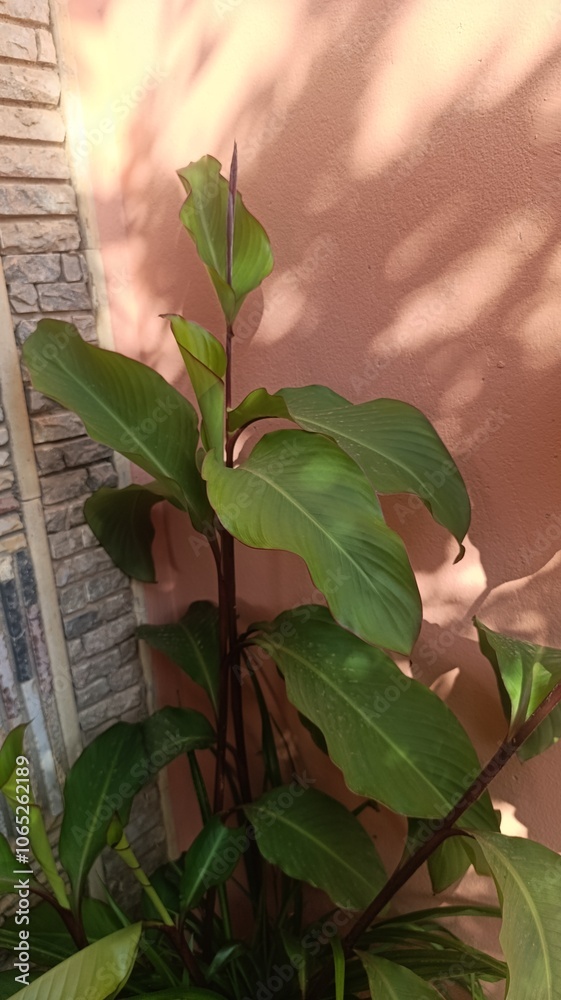 Indian shot, African arrowroot, edible canna, purple arrowroot, Sierra ...