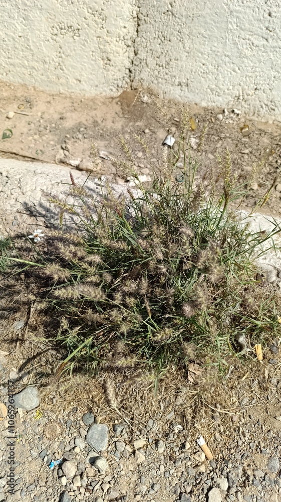 Buffel Grass, African Foxtail, Cenchrus cilié, Pennisétum cilié ...