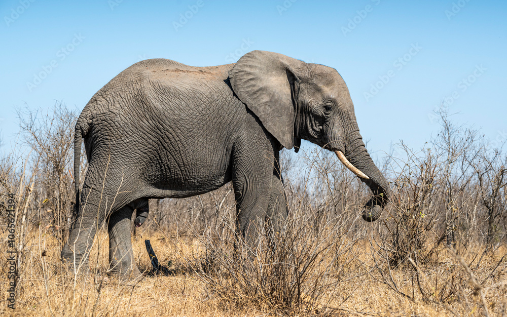 The African bush elephant, Loxodonta africana, also known as the ...