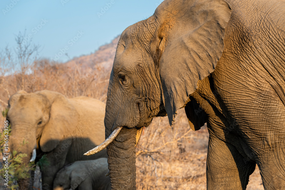 The African bush elephant, Loxodonta africana, also known as the ...