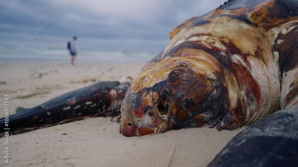 Vidéo Stock Closeup of big dead turtle at the beach washed out from ...