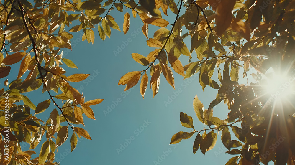Golden Leaves Against Blue Sky with Sun Glare, autumn leaves, fall ...