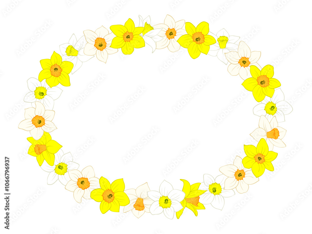 Oval frame of daffodils or narcissus isolated on white. Yellow and ...