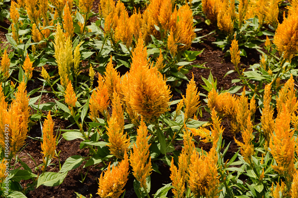This plant is called Celosia argentea which is known as feathered ...