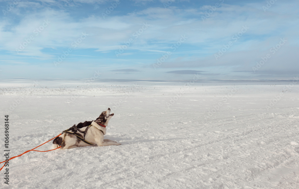 A single Husky sled dog resting on a snowy arctic field and howling ...