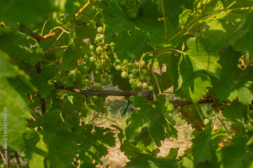 Grape trees and vines and bushes with green grape leaves and branches ...