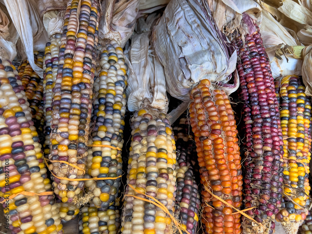 Photo & Art Print Flint corn also known as Indian corn, John Anderson