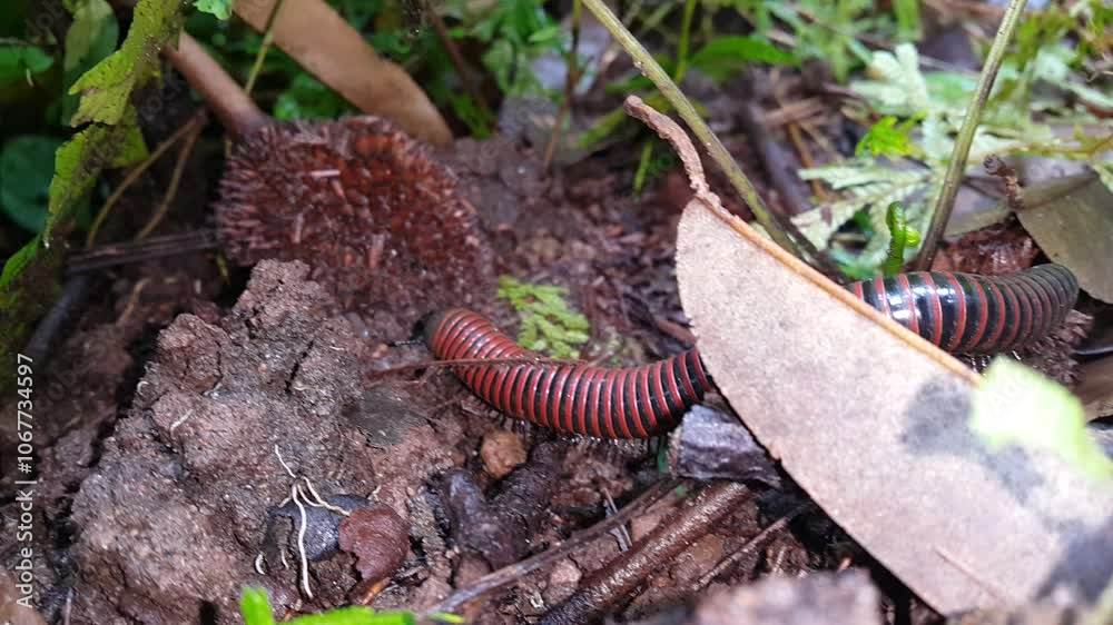 American giant millipede, Common millipede, Archispirostreptus gigas ...