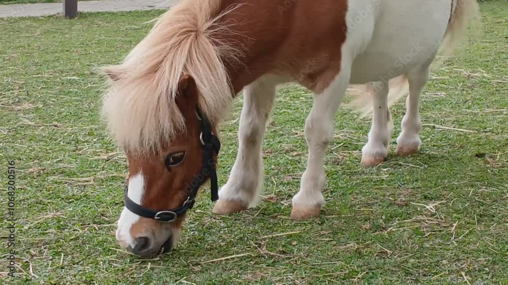 A close-up front-side shot of a brown and white pony with a black ...