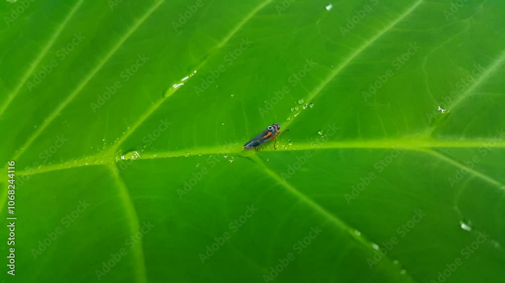 Leafhopper is the common name for any species from the family ...