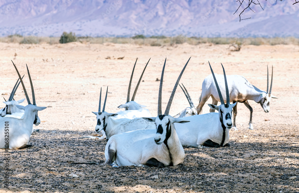 Resting herd of Antelope Arabian white oryx (Oryx dammah), it inhabits ...