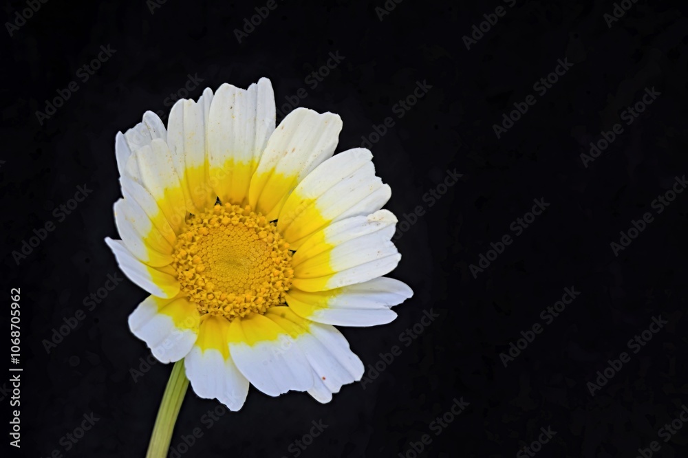 Glebionis coronaria, formerly called Chrysanthemum coronarium, is a ...