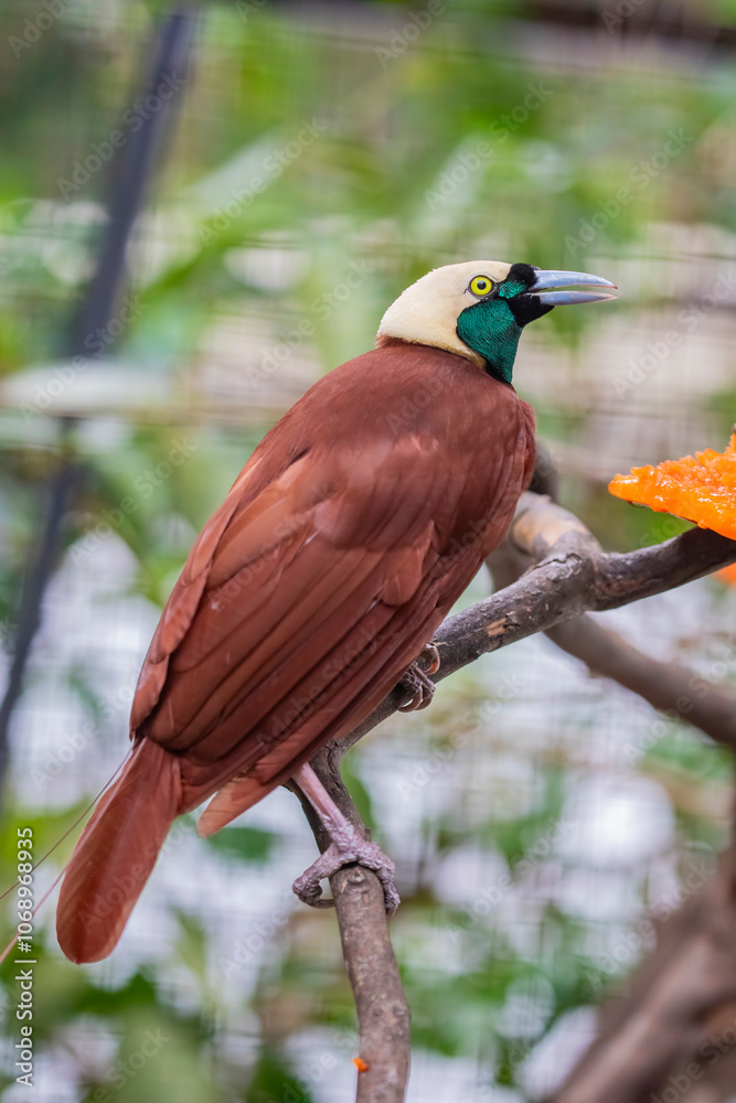 The male Greater Bird-of-Paradise (Paradisaea apoda) is a magnificent ...