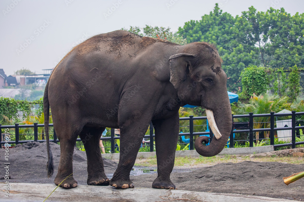 Poster The Sumatran elephant (Elephas maximus sumatranus) is one of ...