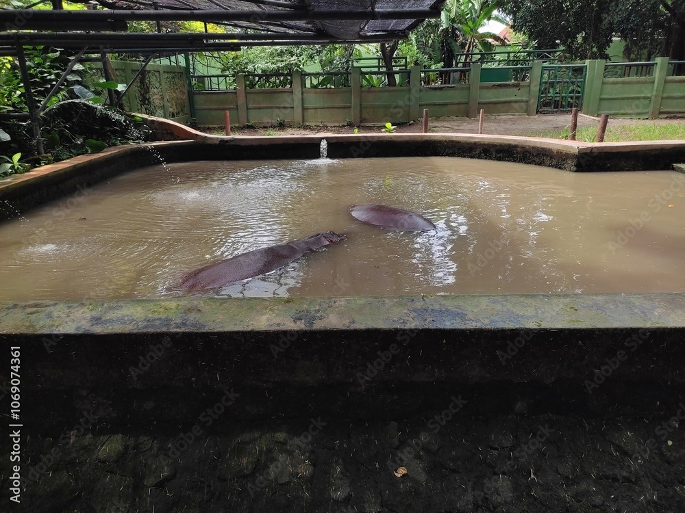 A hippopotamus soaking in a pool at a zoo, with most of its body ...