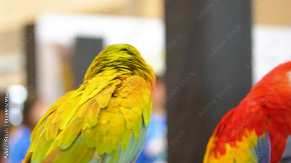 Calico Macaw hybrid macaw greenwing with military macaw free flying ...