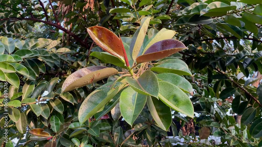 Ficus elastica (Also known as the rubber fig, rubber bush, rubber tree ...