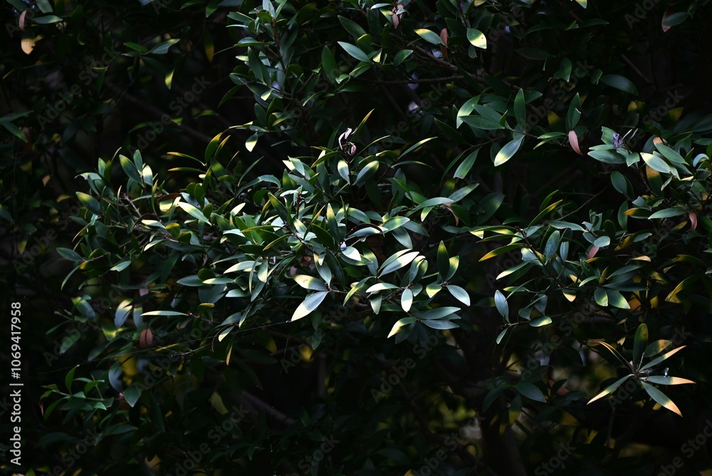 Nageia nagi (Asian bayberry) tree. A Podocarpaceae evergreen tree ...