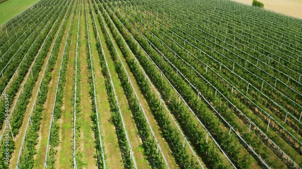 Low-growing trees in orchard planted in perfect rows. Neat lines of low ...