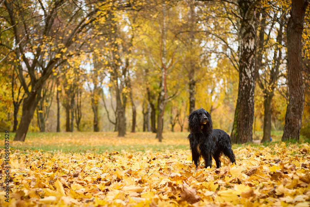 Black spaniel with long curly hair sits on a path in a park or forest ...