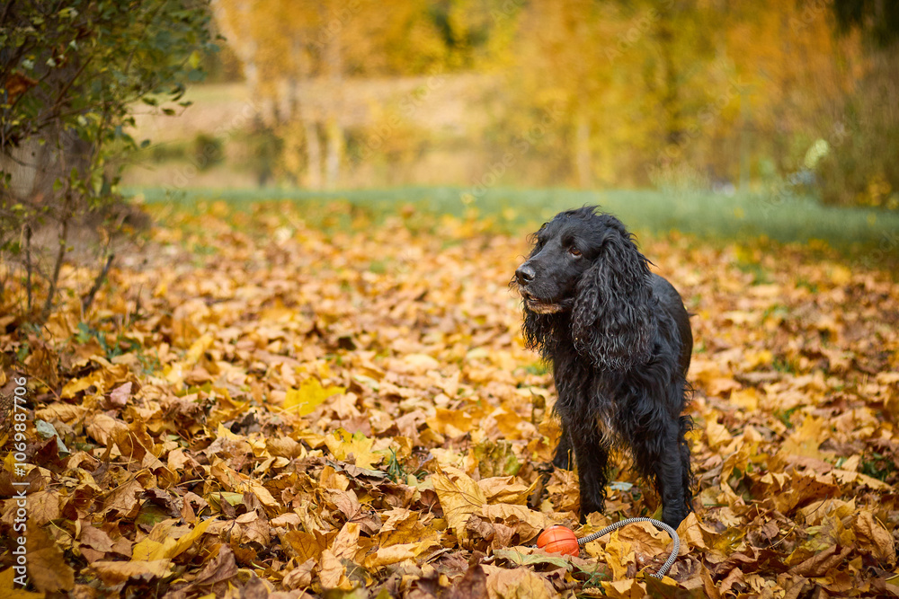 Black spaniel with long curly hair sits on a path in a park or forest ...