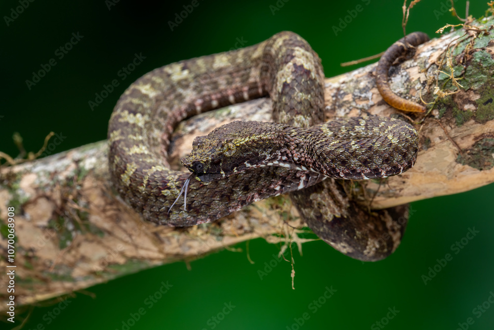 Bornean Pit Viper (Craspedocephalus borneensis) is a venomous pit viper ...