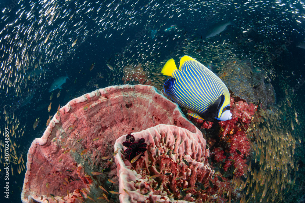 Emperor angelfish swimming with glassfish over barrel sponge coral reef ...