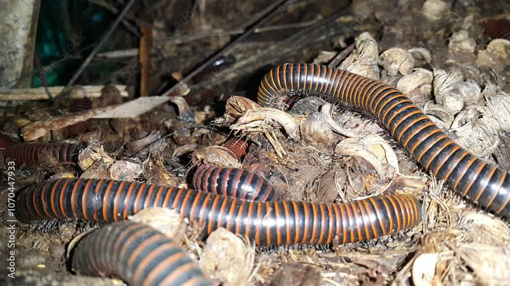 Archispirostreptus gigas, known as the giant African millipede or ...