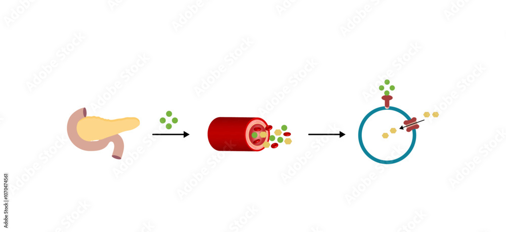 Poster Insulin mechanism of action, regulates glucose metabolism and ...