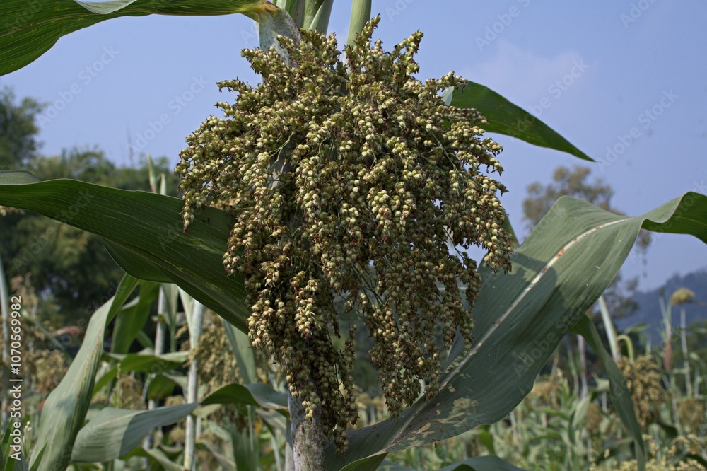 Sorghum bicolor. Sorghum agricultural field. The plant is also known as ...