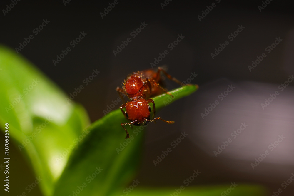 Ants (scientific name: Formicidae) are a family of insects belonging to ...