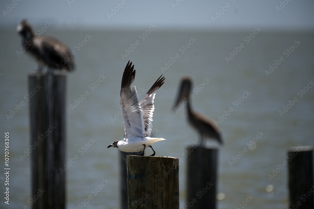 Seagull Taking Off from Pier with Pelicans in Foreground Stock Photo ...