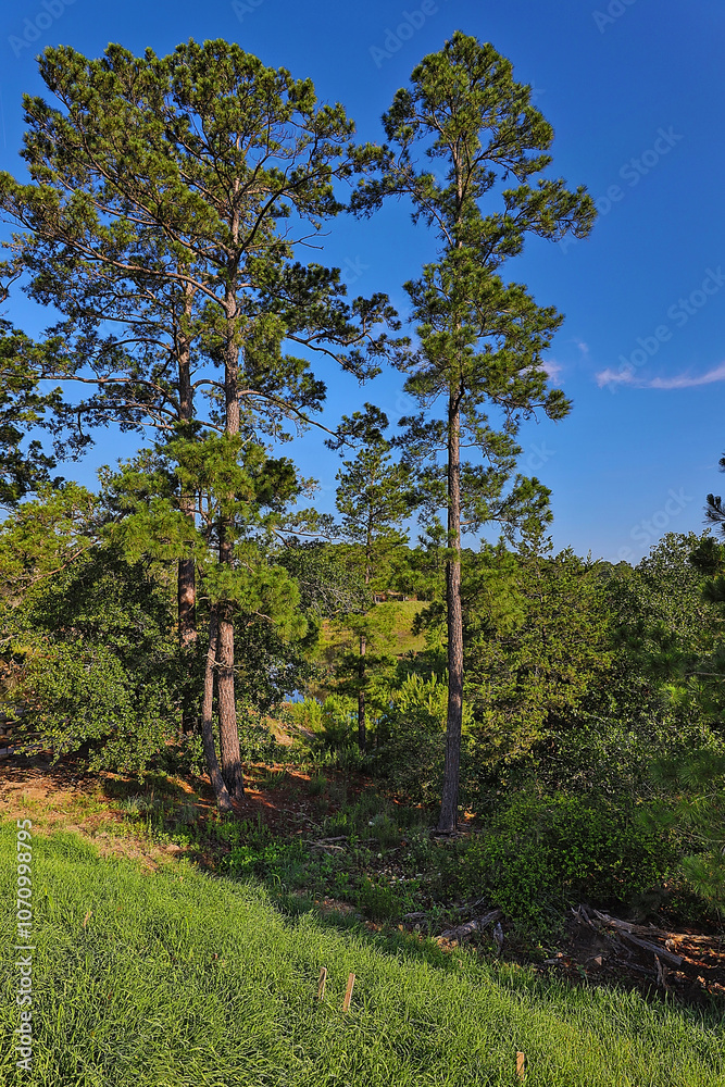Loblolly pines are throughout the Bastrop State Park The Lost Pines are ...