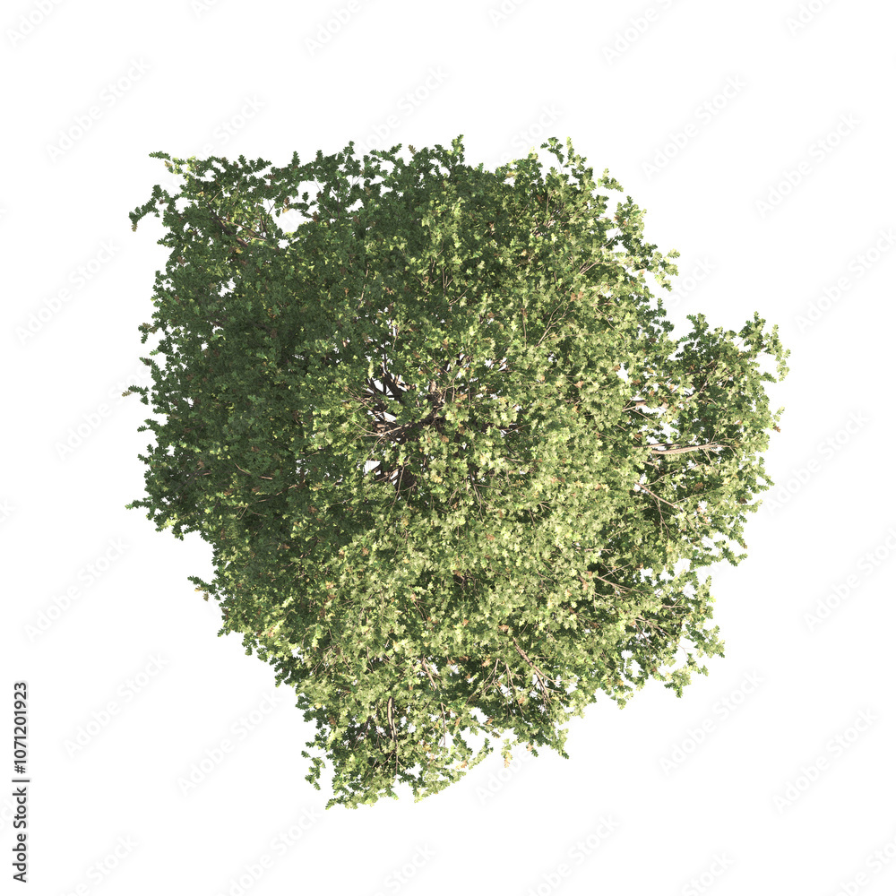 Single Tree isolated on transparent background. big old tree with green ...