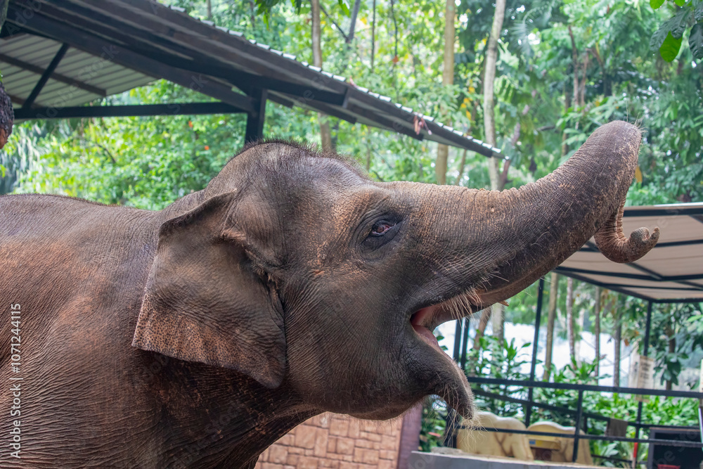 Poster The Sumatran elephant (Elephas maximus sumatranus) is one of ...