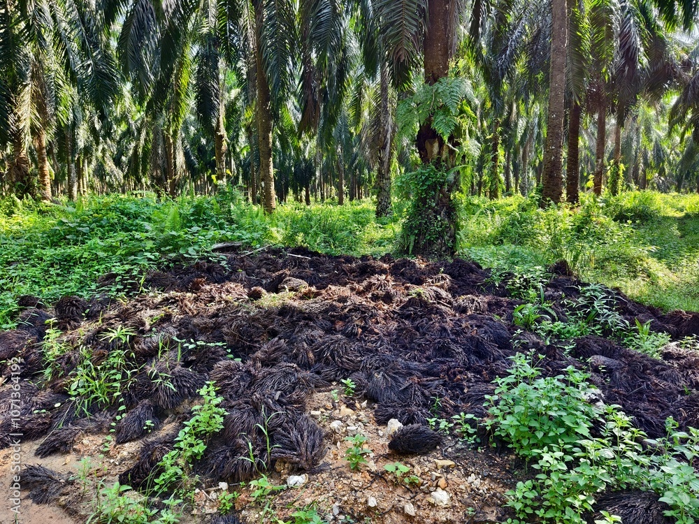Oil Palm waste (janjangan kosong) in Kalimantan plantations is turned ...