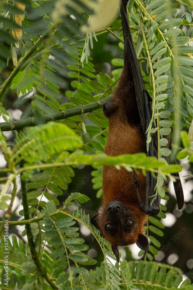 Poster A Picture of The Indian flying fox (Pteropus medius, formerly ...